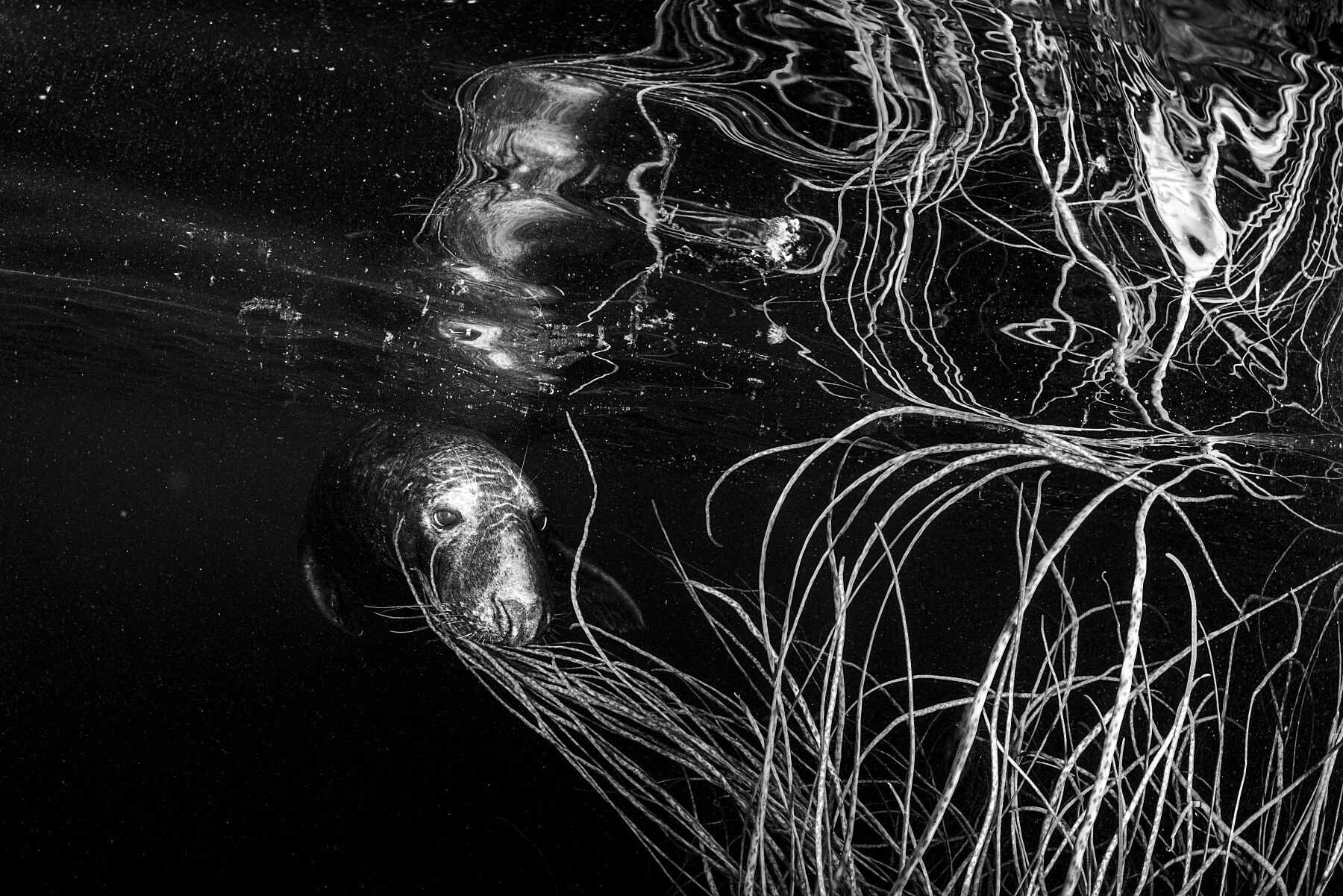 Seaful - Gabe Hearnshaw